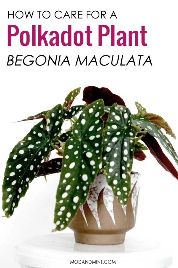 Polka Dot Begonia Care - Spotted Begonia Maculata