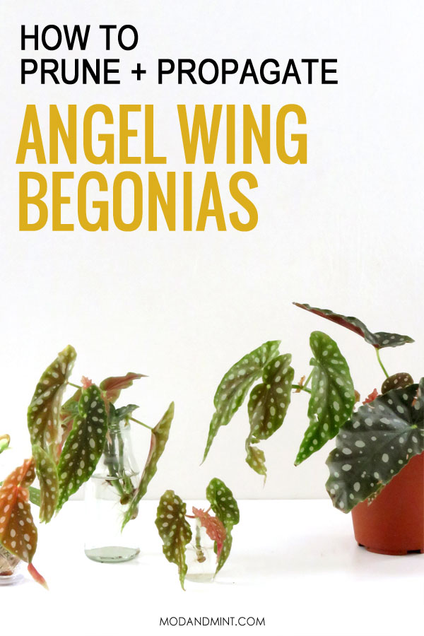 How to Propagate Angel Wing Begonia Plants How to Propagate Angel Wing Begonia Plants