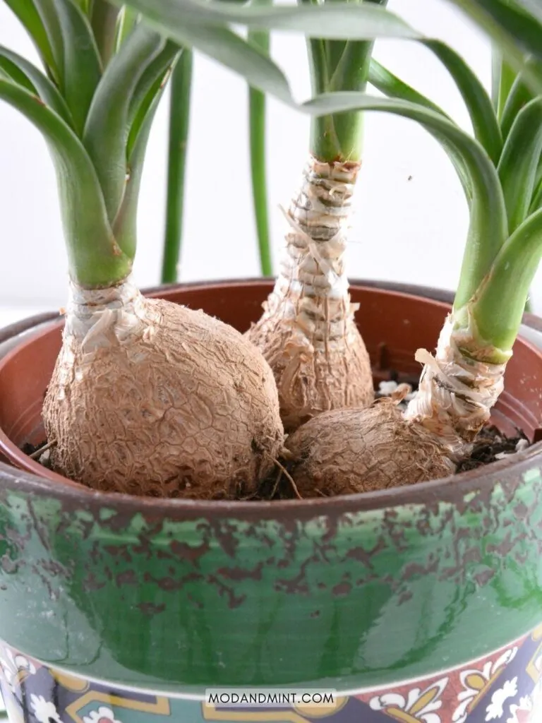 Ponytail Palm Care - How to Grow a Beaucarnea Recurvata