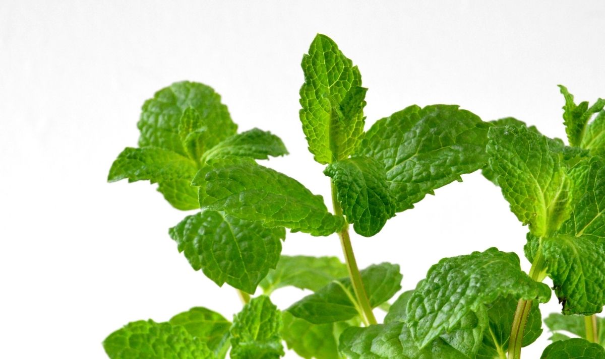 How to Grow Mint Indoors in Pots - Fresh Herbs Year Round!