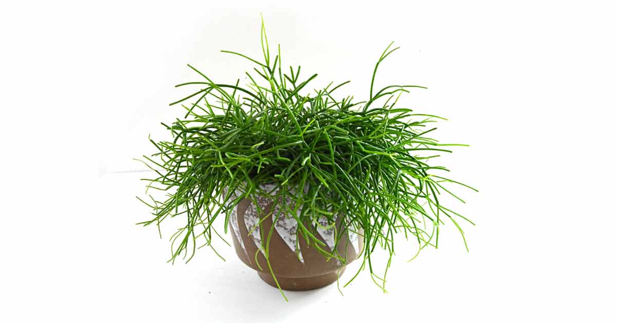 How to Care for a Rhipsalis Cashero Plant