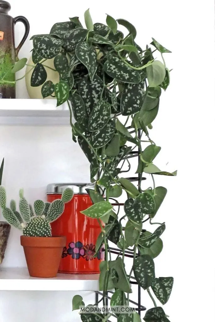 Satin Pothos Care - How to Grow a Scindapsus Pictus Plant