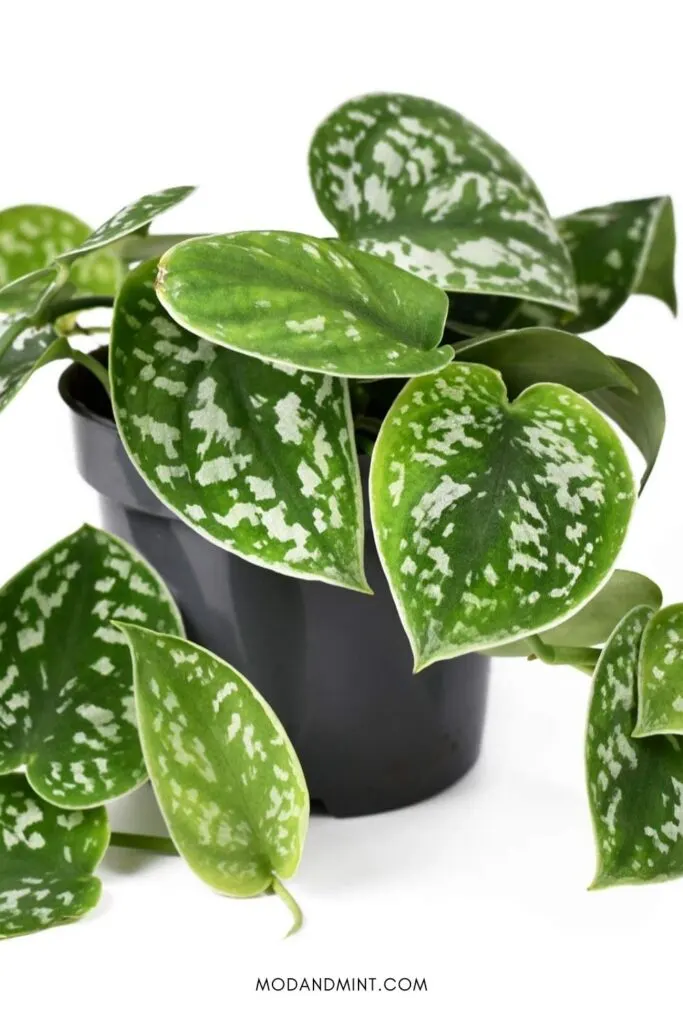Satin Pothos Care - How to Grow a Scindapsus Pictus Plant