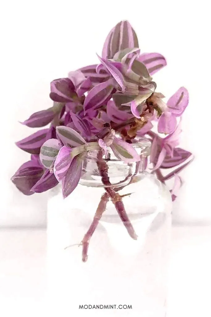 Callisia Repens Pink Lady Plant Care (Turtle Vine)