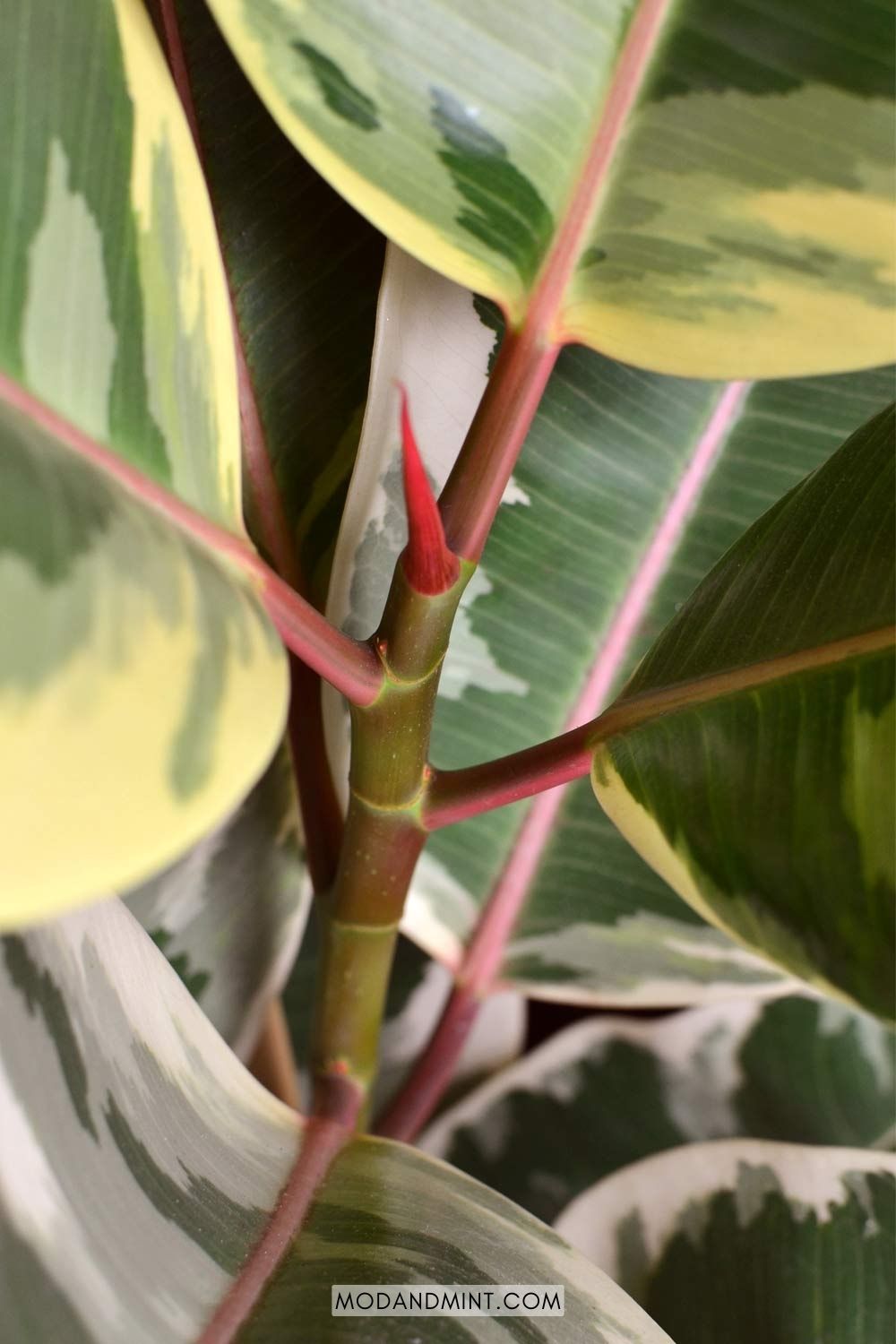 Pink Rubber Plant Care Guide (Ficus Elastica Ruby)