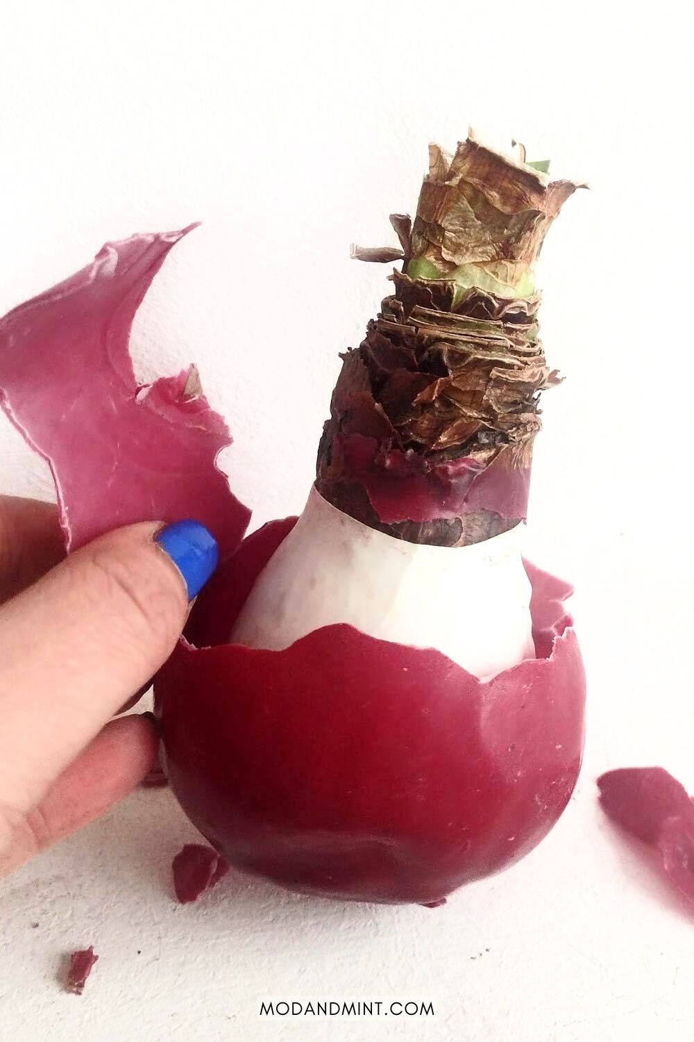 Waxed Amaryllis Bulbs - What to Do After it Blooms