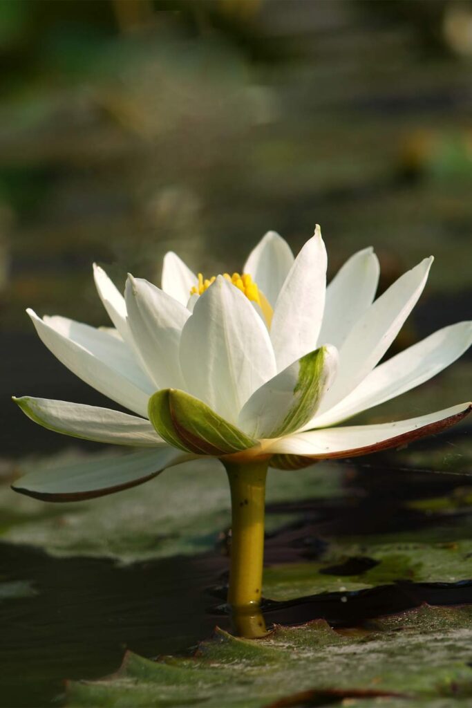 Lotus Flower Symbolism and Meaning of the Colors