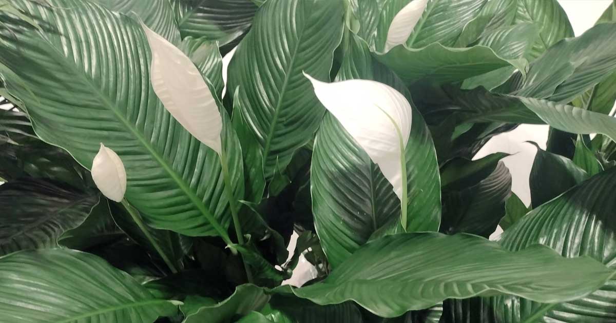 Peace Lily Plant Meaning and Symbolism