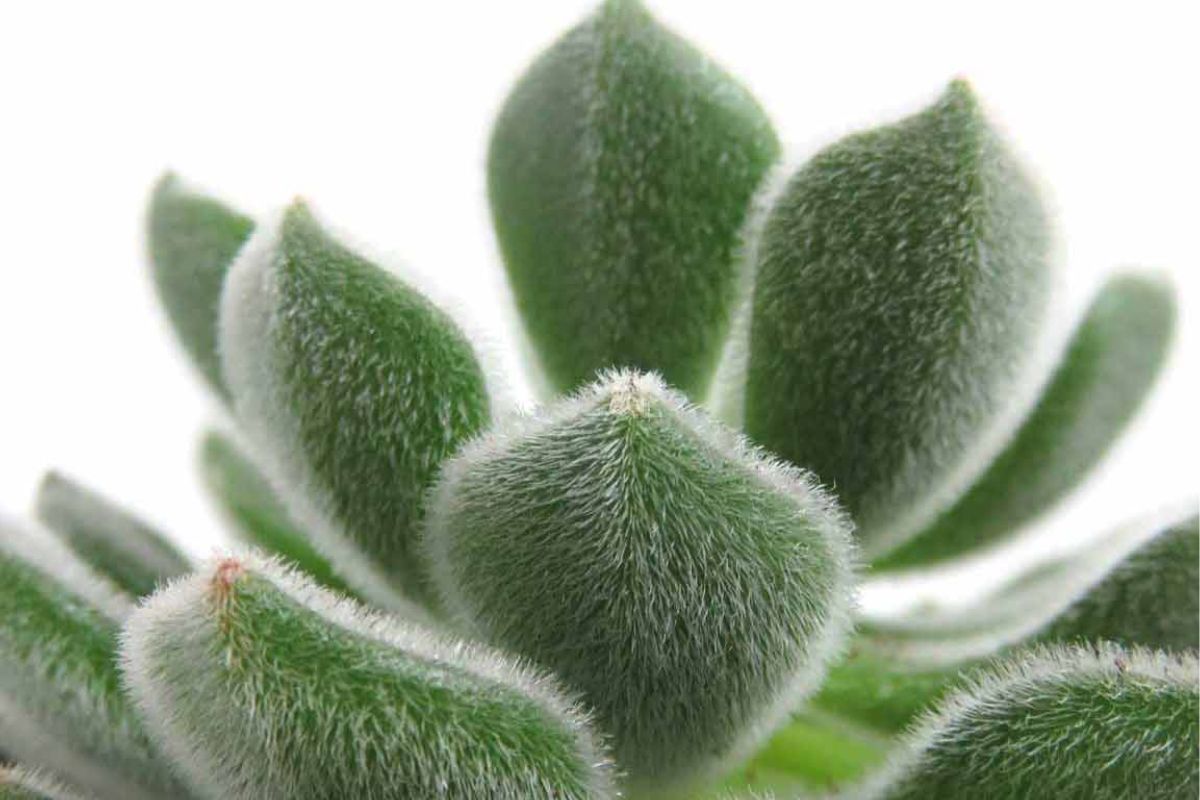 Echeveria Setosa: Care Guide for the Fuzzy Succulent